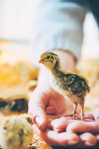 Brooding Japanese Quail - Grit
